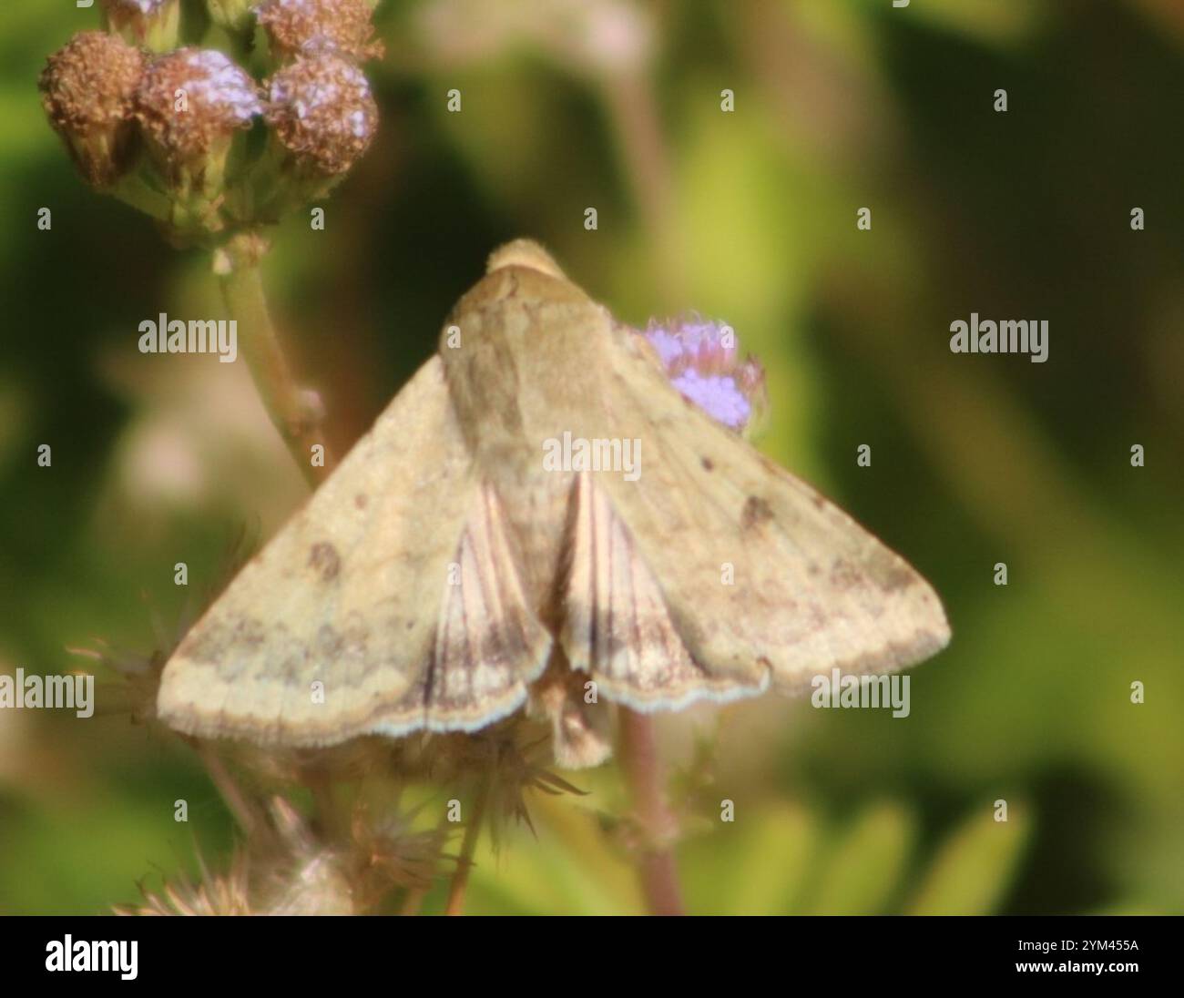 Corn Earworm Moth (Helicoverpa zea Stock Photo - Alamy