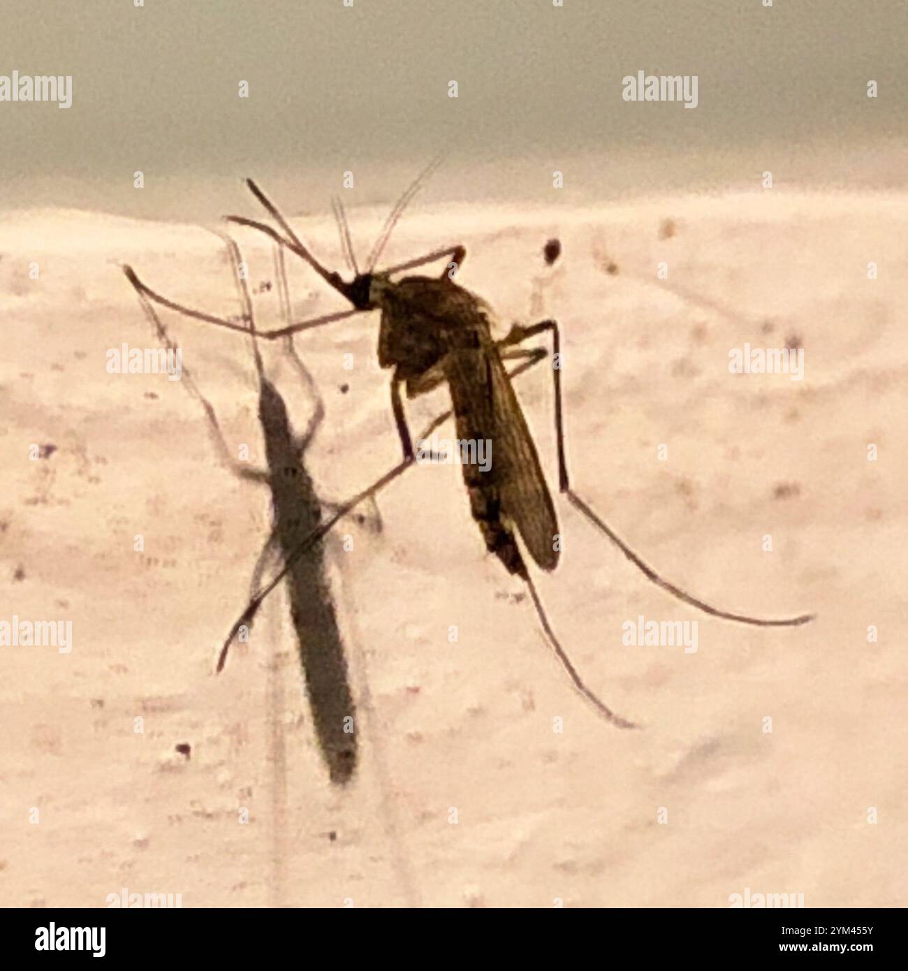 Culicine mosquitoes hi-res stock photography and images - Alamy