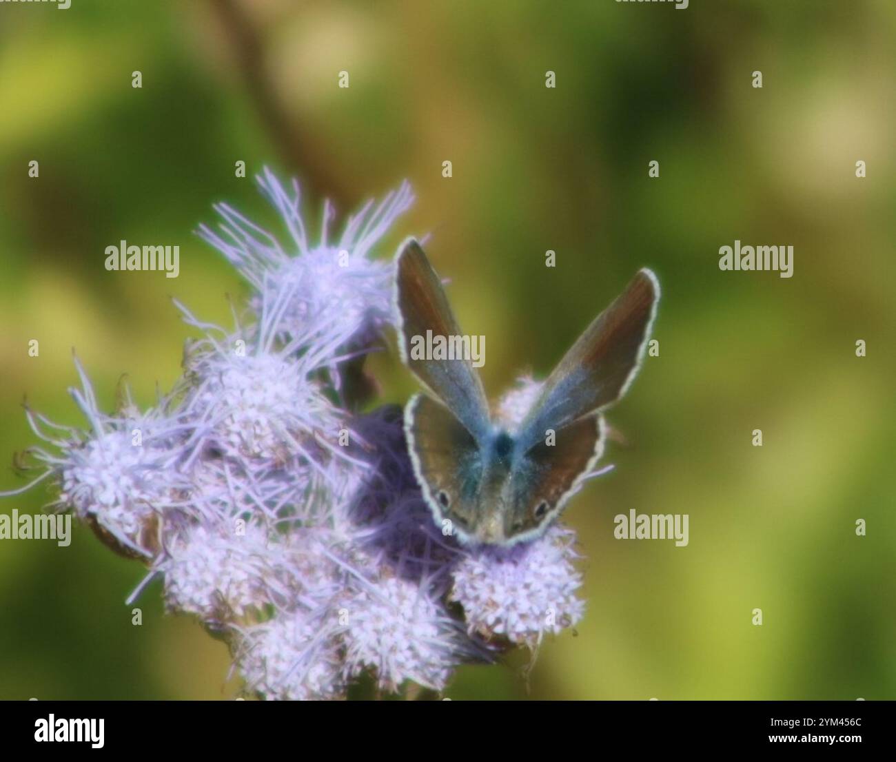 Western Pygmy-Blue (Brephidium exilis Stock Photo - Alamy