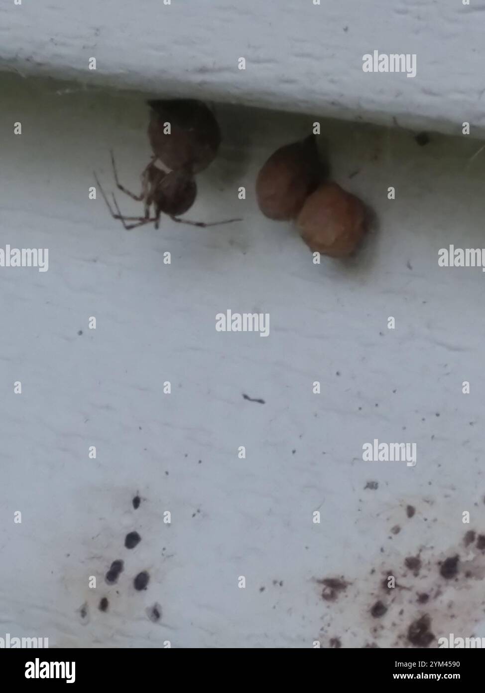 Common House Spider (Parasteatoda tepidariorum Stock Photo - Alamy