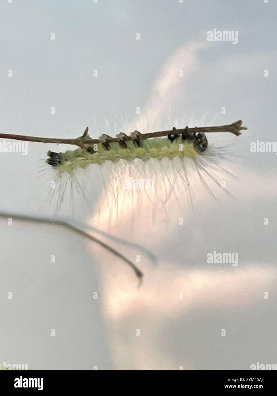 Fall Webworm Moth (Hyphantria cunea Stock Photo - Alamy