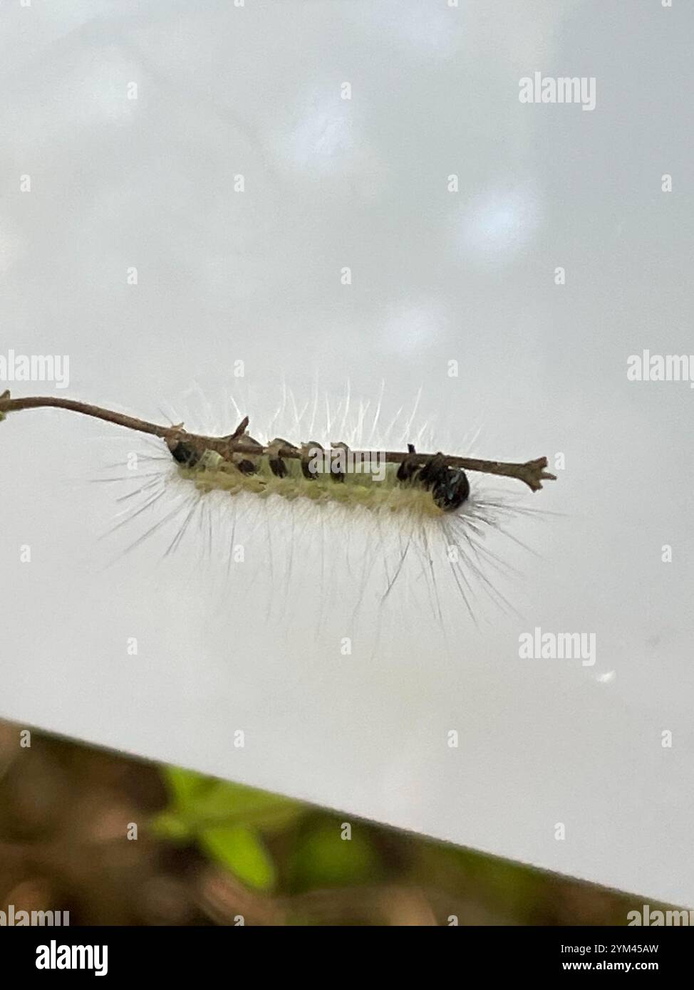 Fall Webworm Moth (Hyphantria cunea Stock Photo - Alamy