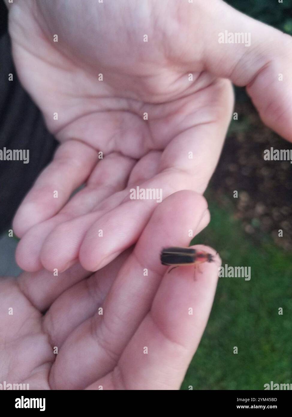 Common Eastern Firefly (Photinus pyralis Stock Photo - Alamy