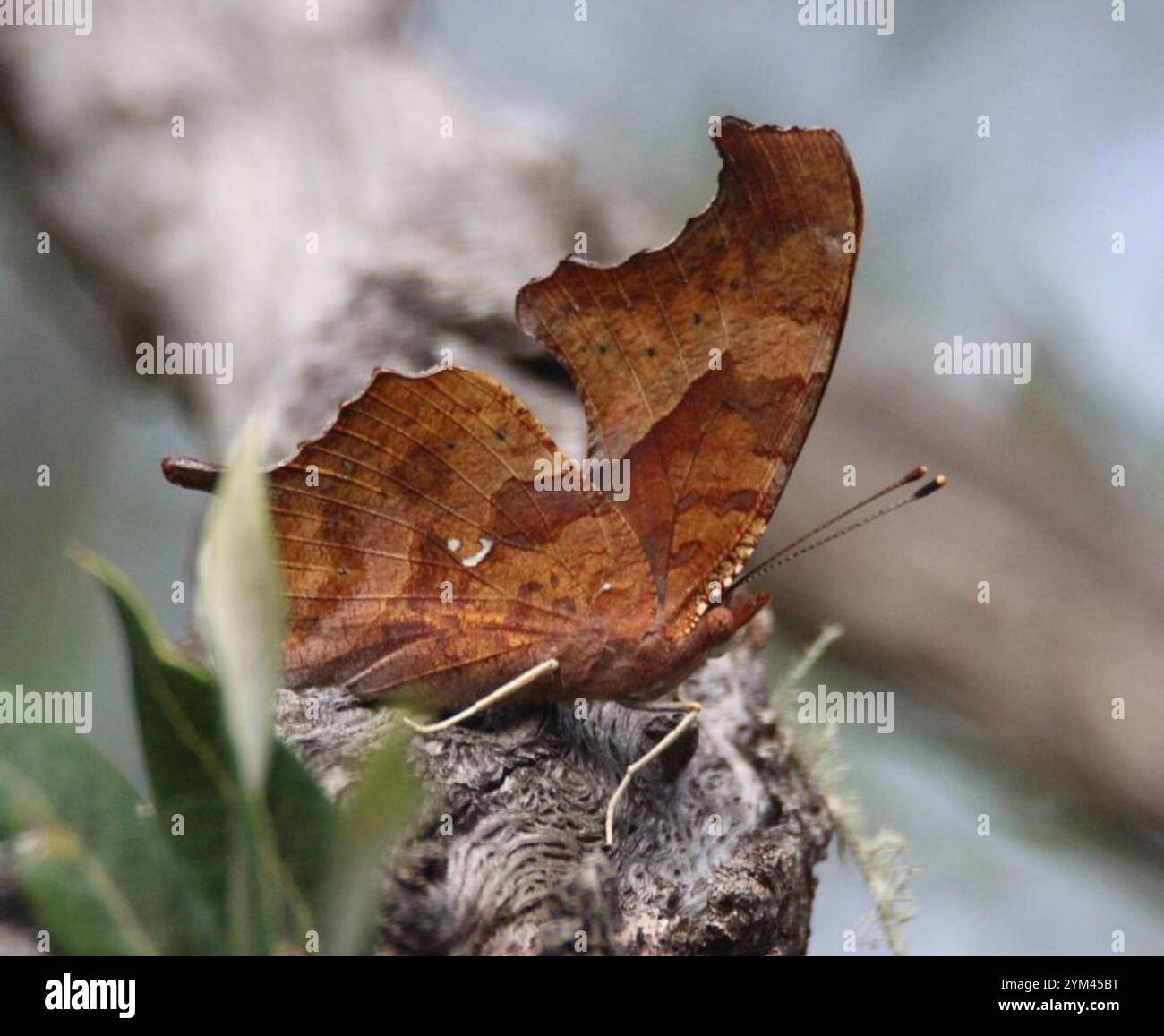 Question Mark (Polygonia interrogationis Stock Photo - Alamy