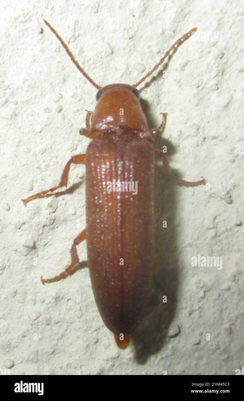 Click Beetles (Elateridae Stock Photo - Alamy