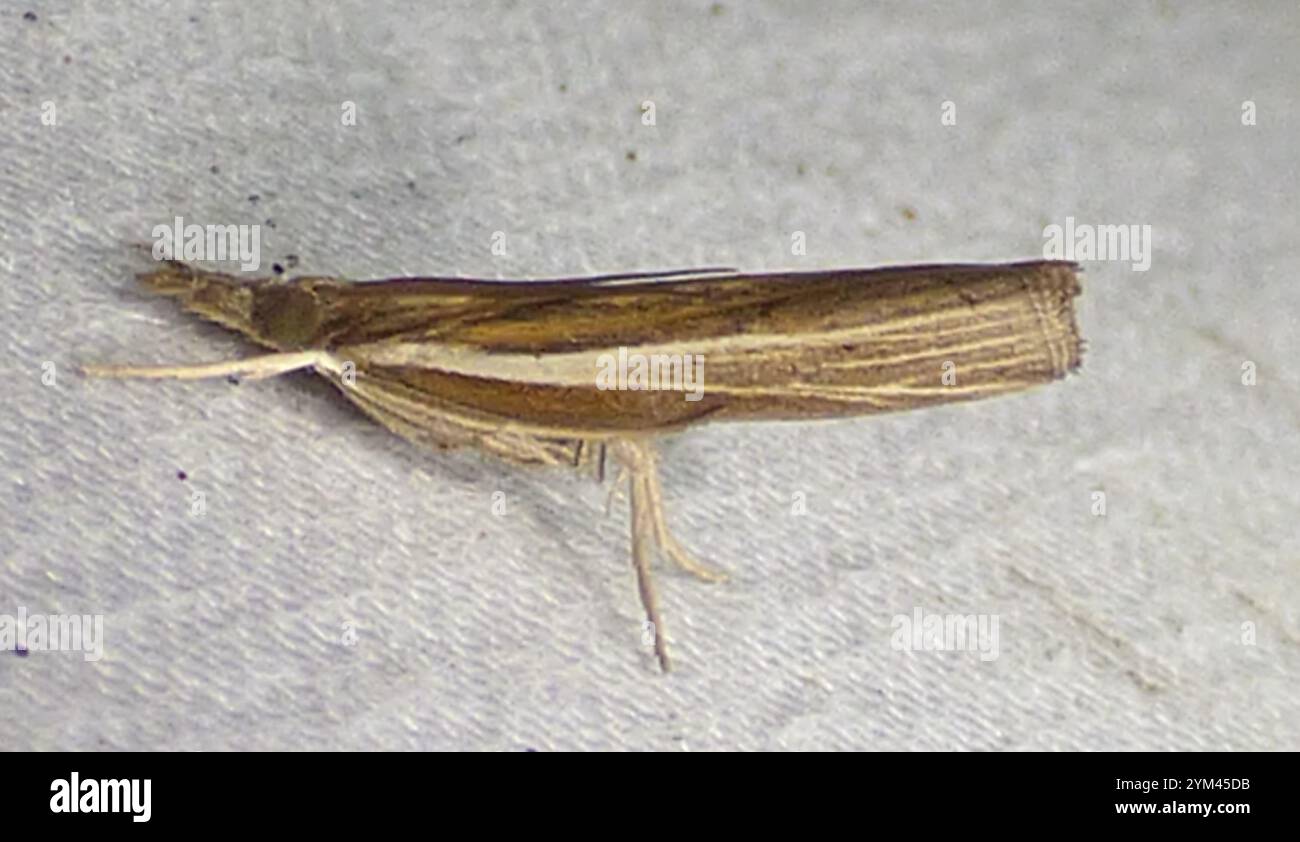 Carpet-grass Webworm Moth (Fissicrambus haytiellus Stock Photo - Alamy