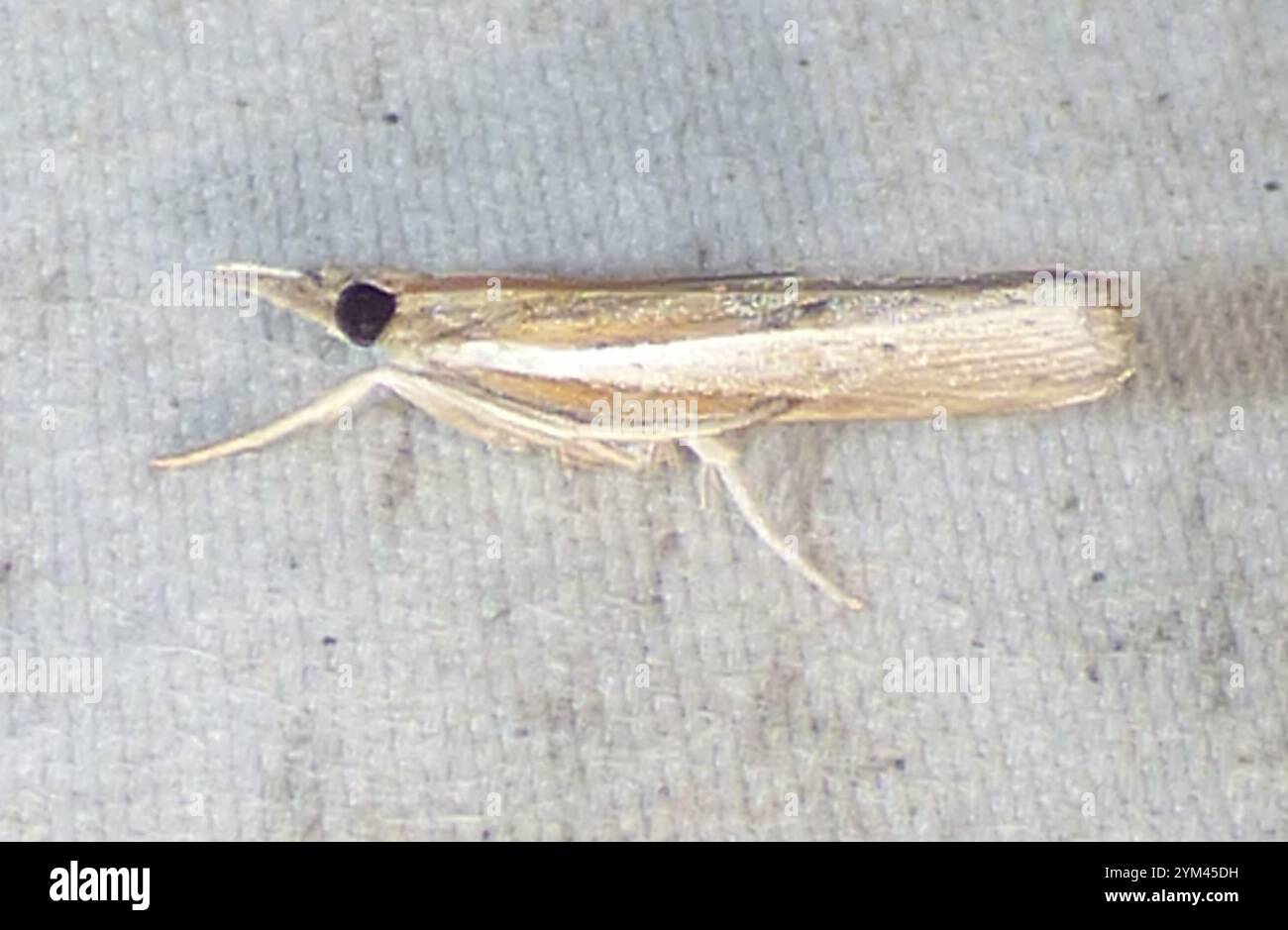 Carpet-grass Webworm Moth (Fissicrambus haytiellus Stock Photo - Alamy