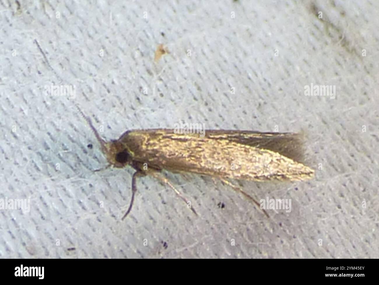 Dark-collared Tinea Moth (Tinea apicimaculella Stock Photo - Alamy
