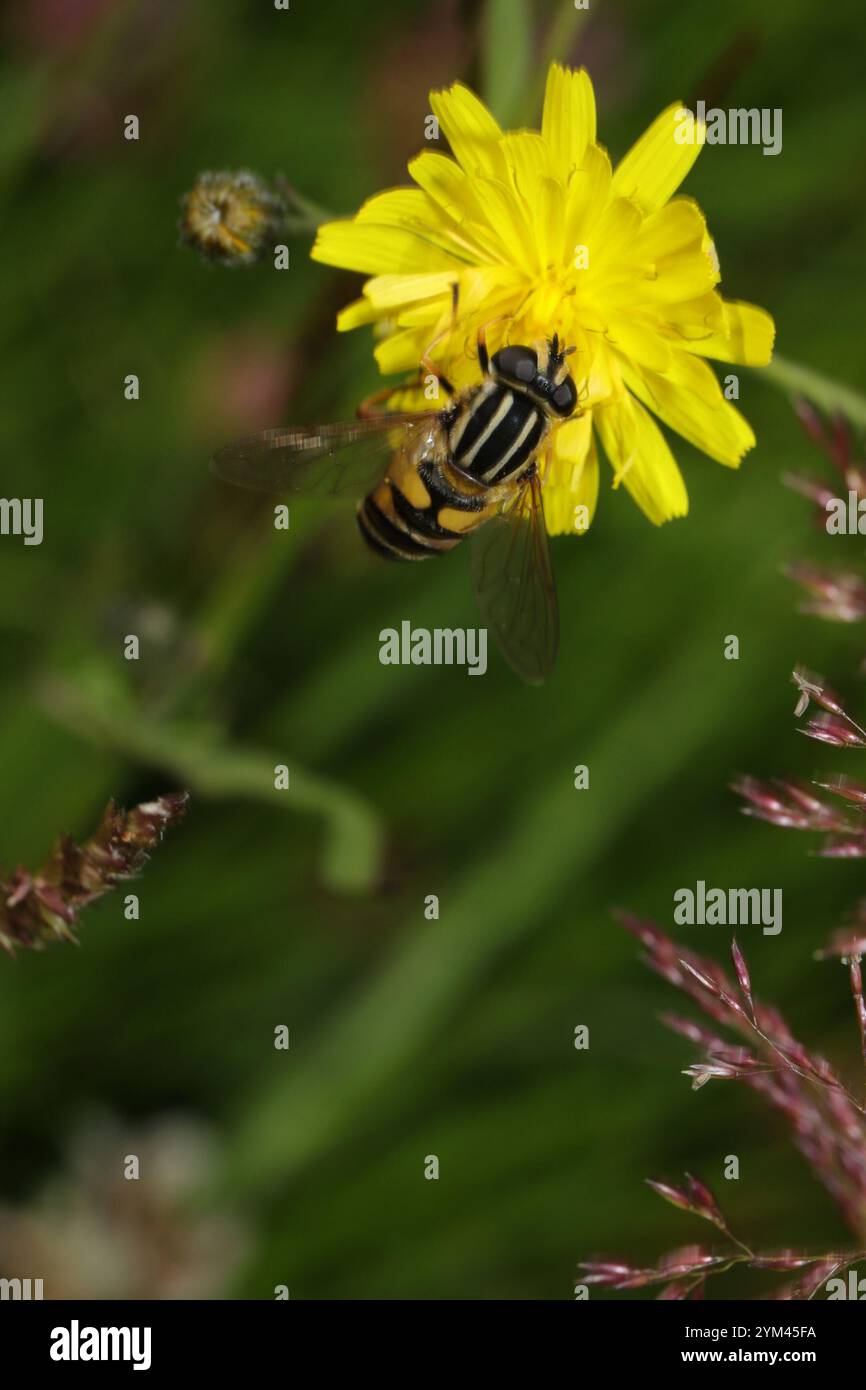 Sun Fly (Helophilus pendulus Stock Photo - Alamy