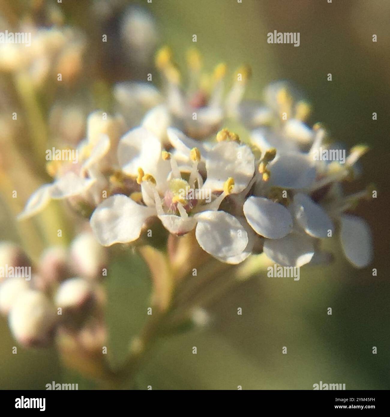 broadleaved pepperweed (Lepidium latifolium Stock Photo - Alamy
