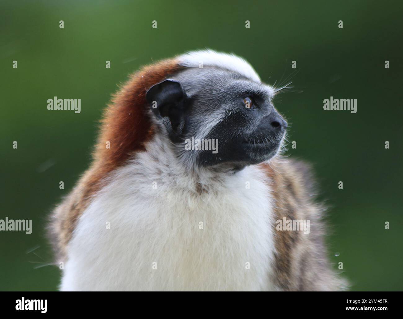Geoffroy’s Tamarin (Saguinus geoffroyi Stock Photo - Alamy