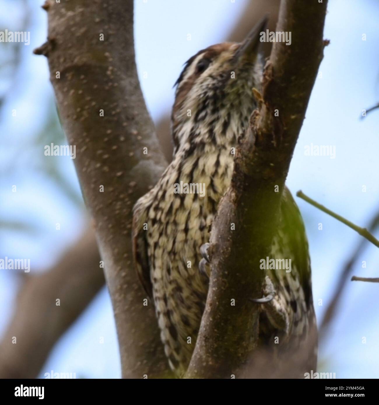 Checkered woodpecker hi-res stock photography and images - Alamy