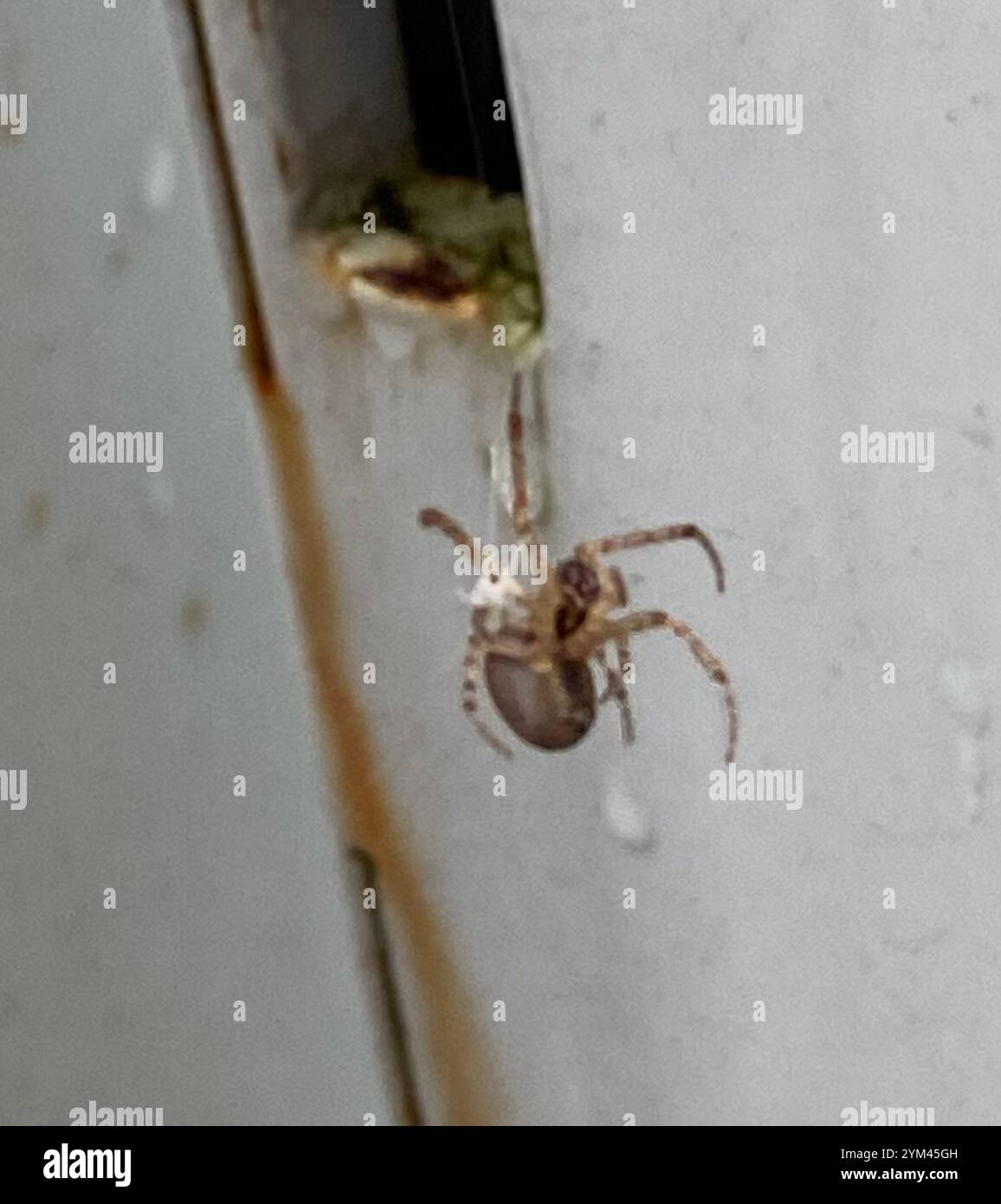 Silver-sided Sector Spider (Zygiella x-notata Stock Photo - Alamy