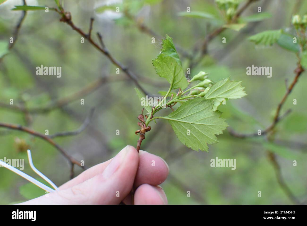 Glabrous-fruit Fireberry Hawthorn (Crataegus chrysocarpa phoeniceoides ...