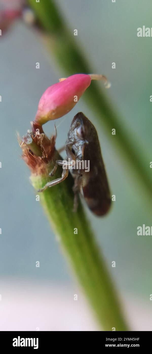 True Spittlebugs (Aphrophoridae Stock Photo - Alamy
