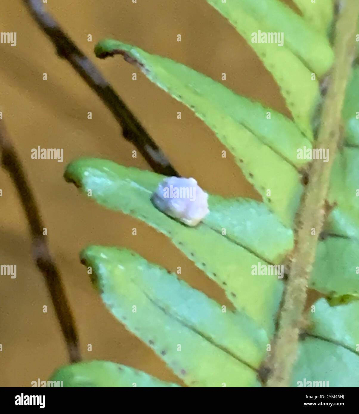 Wax Scales (Ceroplastes Stock Photo - Alamy