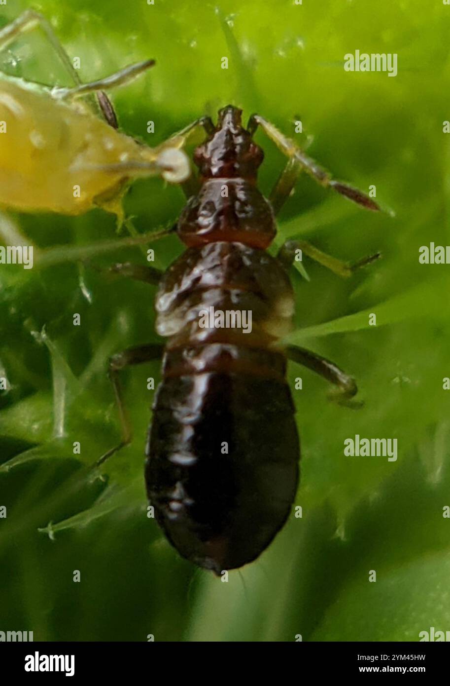 Minute pirate bugs (Anthocoridae Stock Photo - Alamy