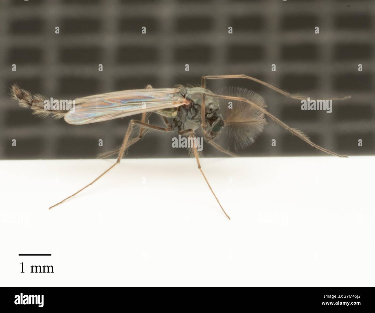 Non-biting Midges (Chironomidae Stock Photo - Alamy