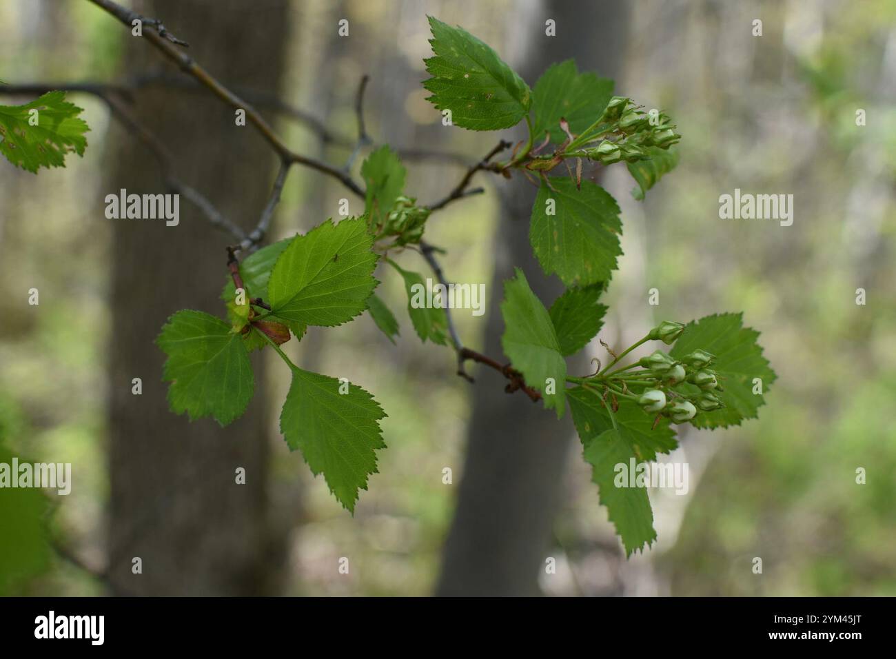 Glabrous-fruit Fireberry Hawthorn (Crataegus chrysocarpa phoeniceoides ...
