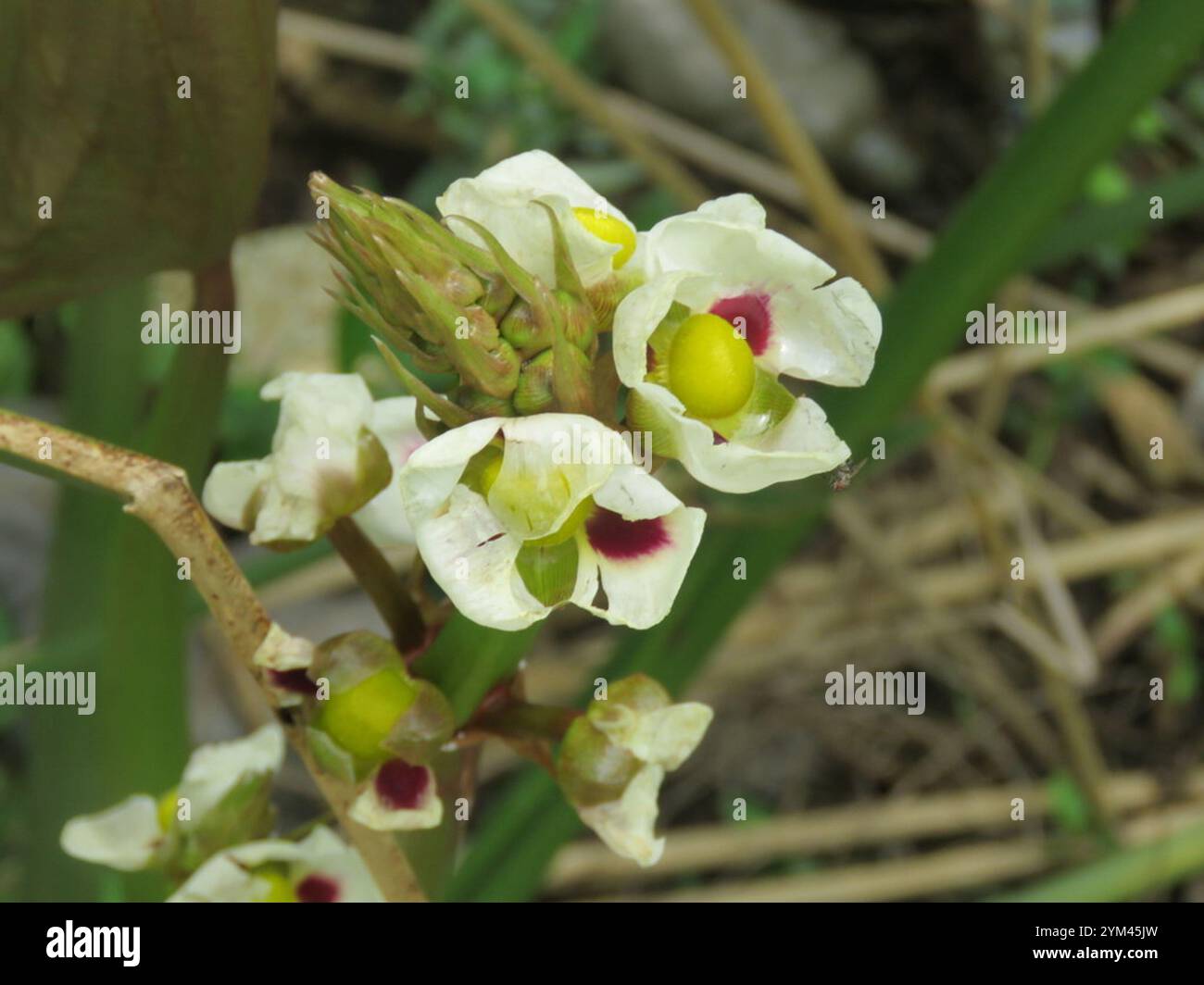 Aztec arrowhead (Sagittaria montevidensis Stock Photo - Alamy