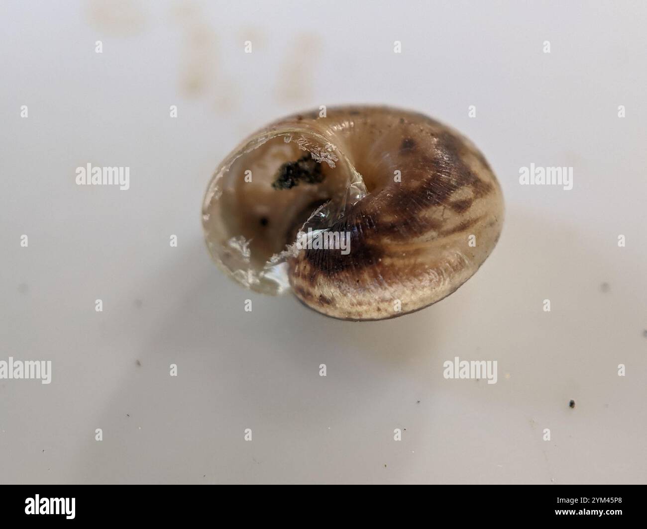 Monacha cantiana hi-res stock photography and images - Alamy