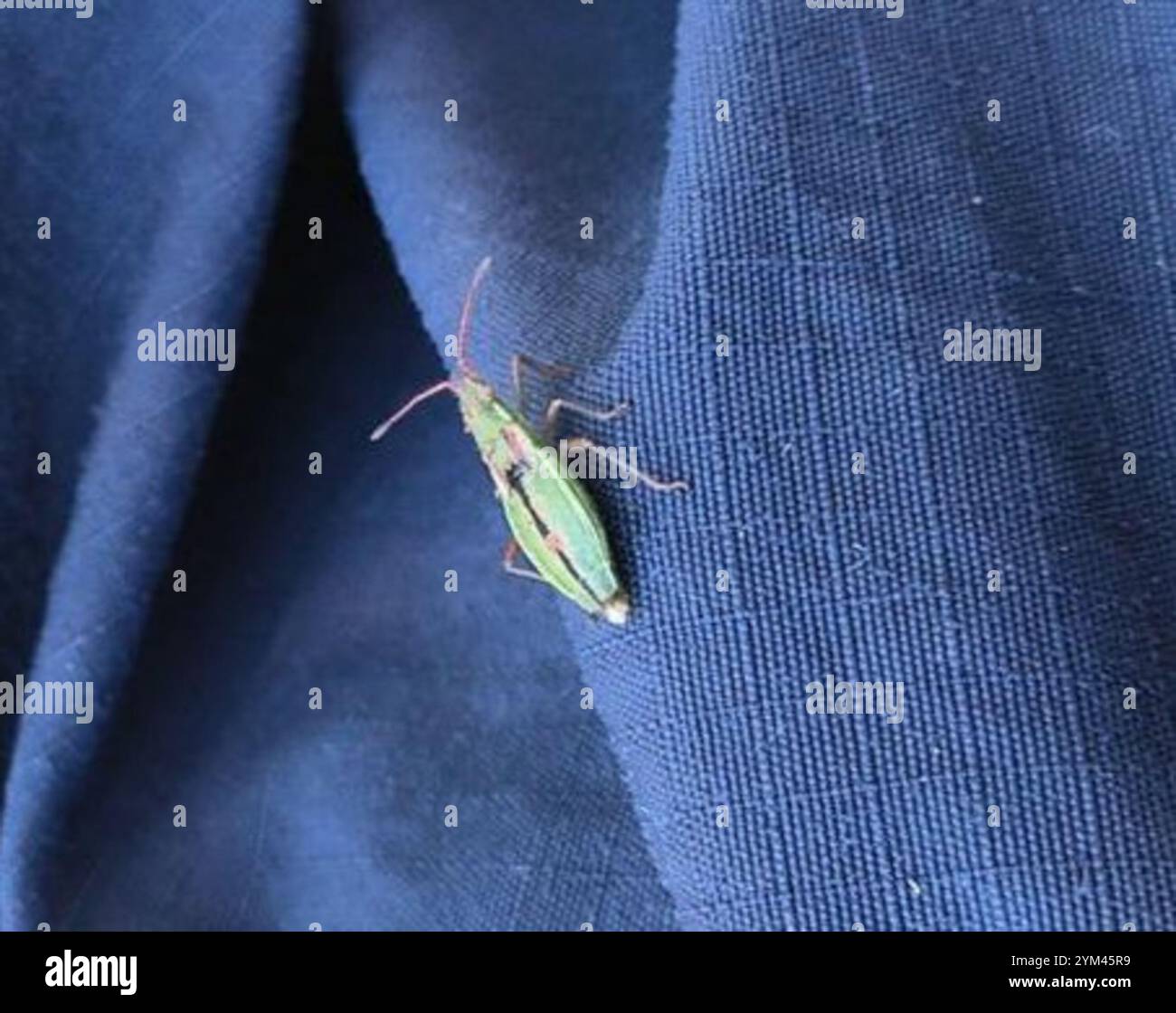 short-winged rhopalid (Myrmus miriformis Stock Photo - Alamy