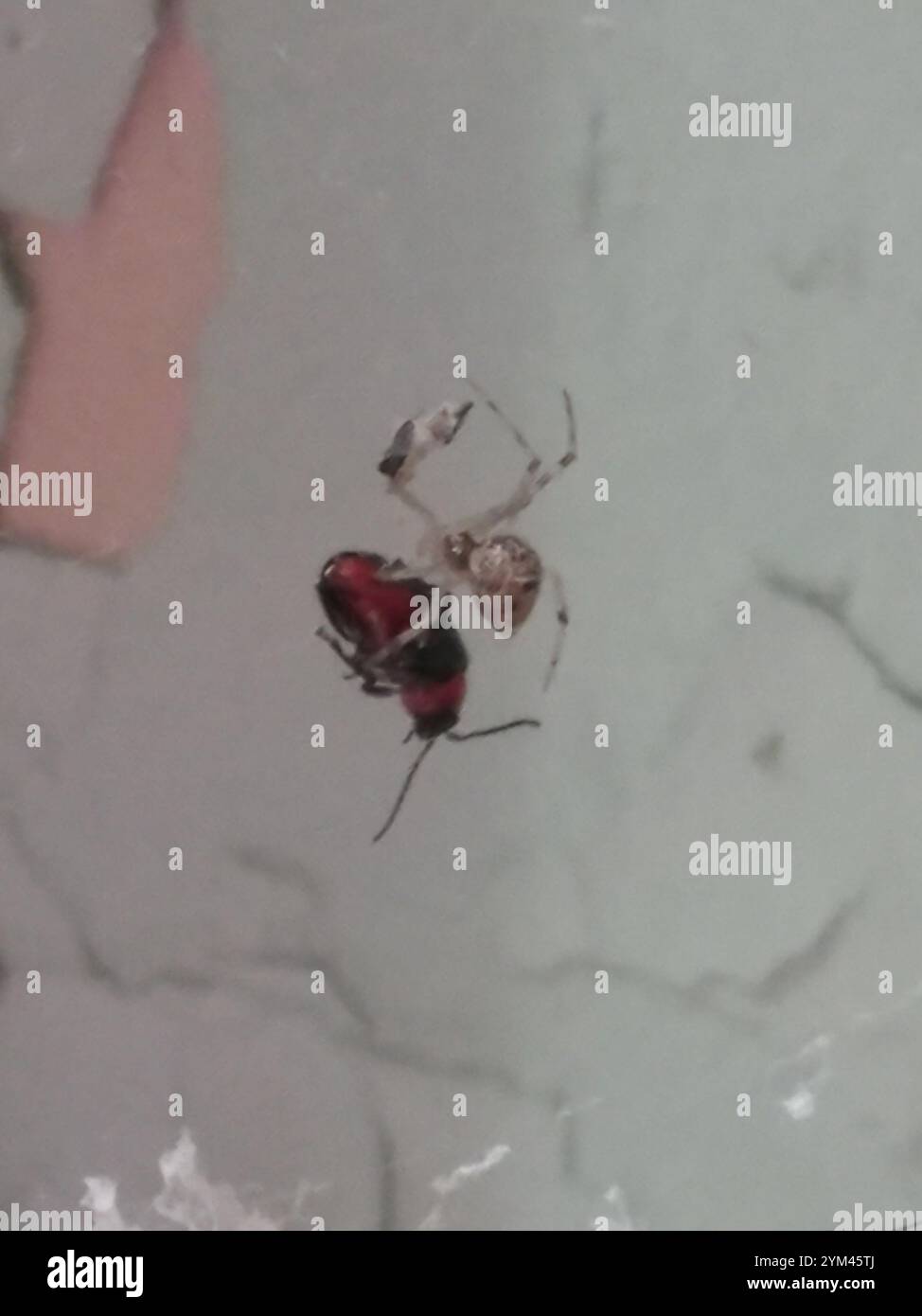 Common House Spider (Parasteatoda tepidariorum Stock Photo - Alamy