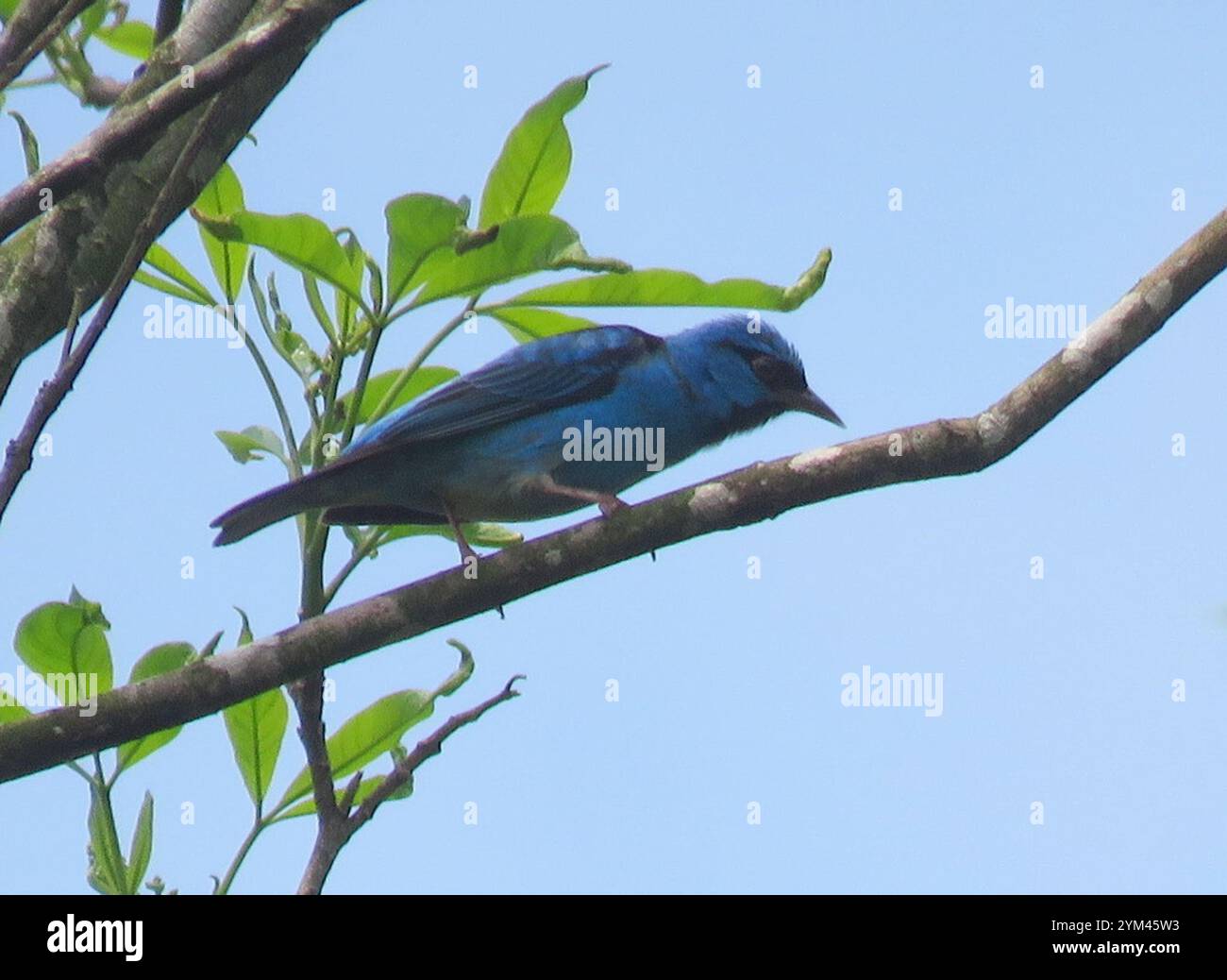 Blue Dacnis (Dacnis cayana Stock Photo - Alamy