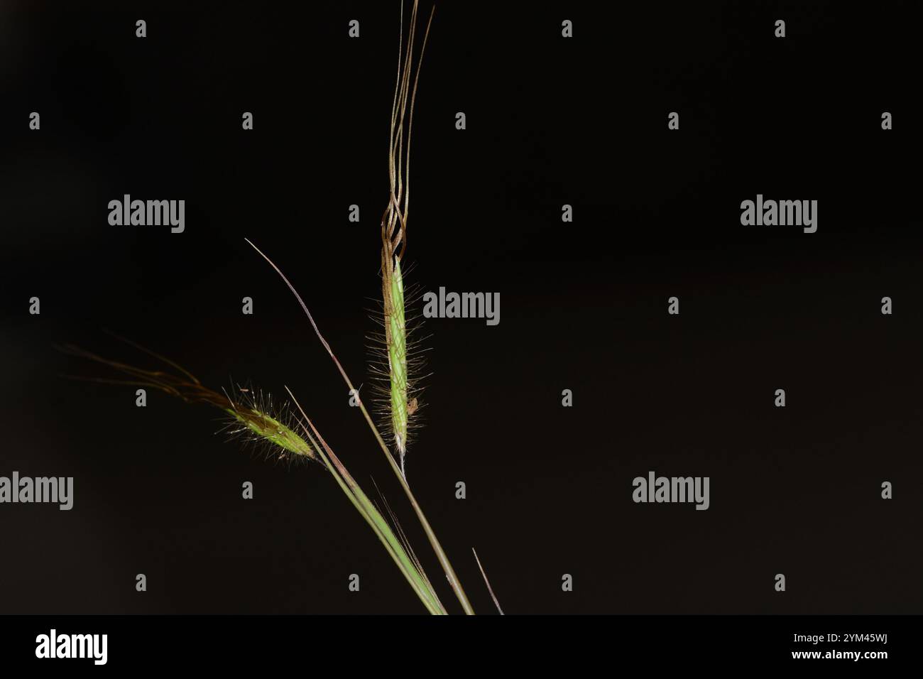 tanglehead (Heteropogon contortus Stock Photo - Alamy