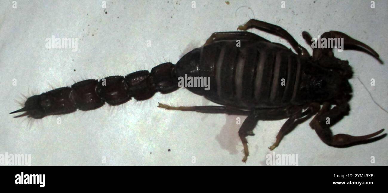 Parabuthus transvaalicus hi-res stock photography and images - Alamy