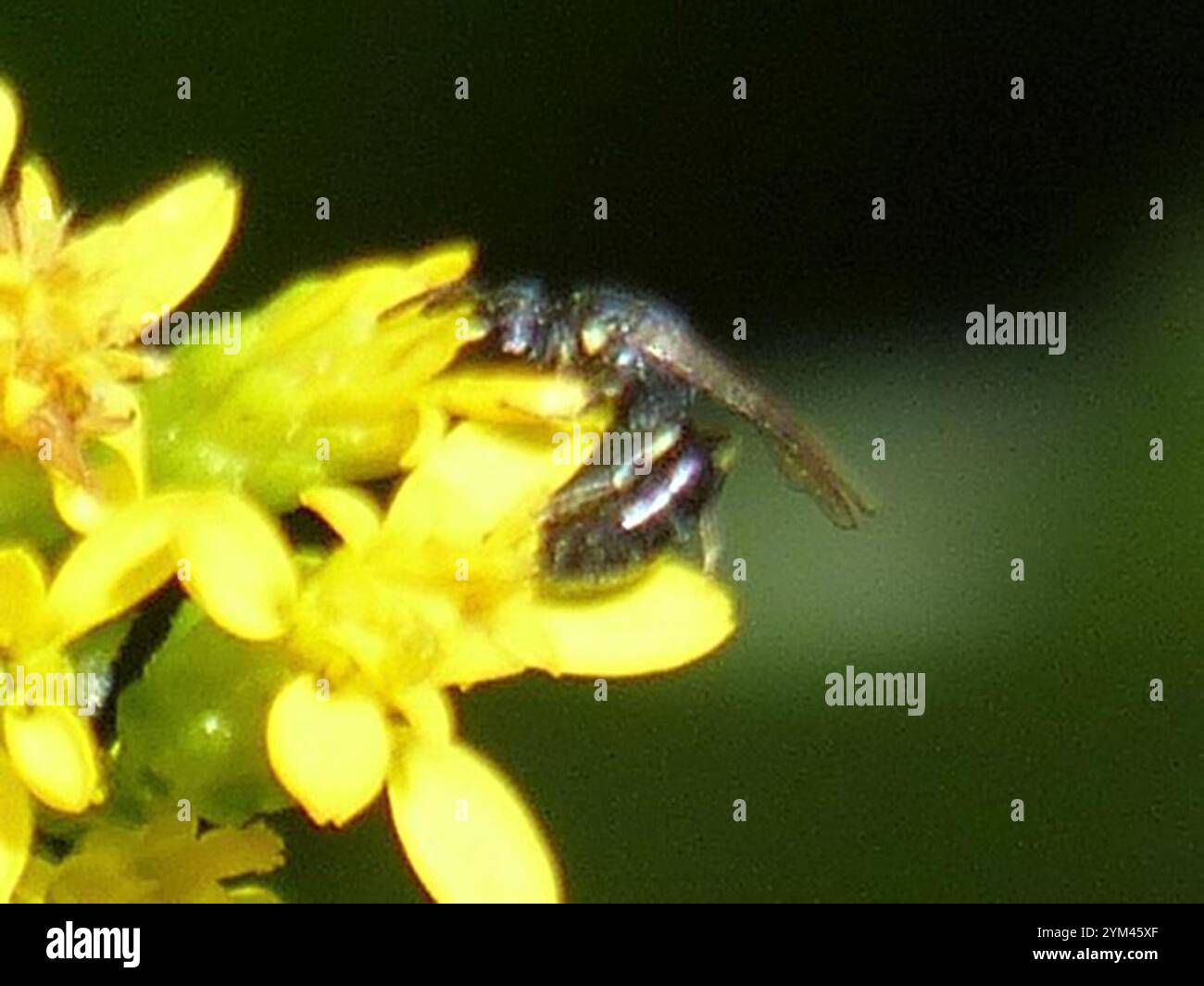 Masked Bees (Hylaeus Stock Photo - Alamy