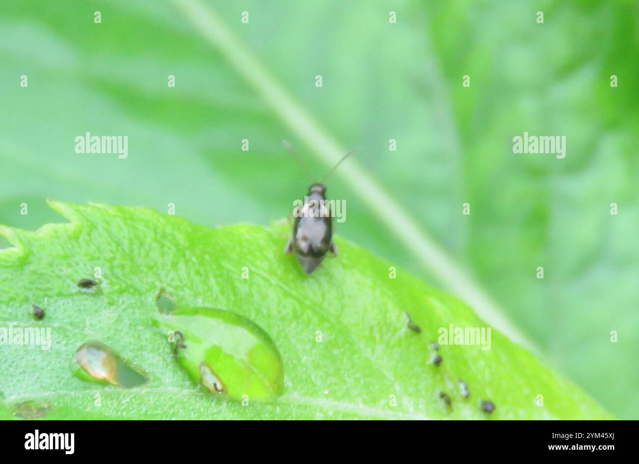 Flea Beetles (Alticini Stock Photo - Alamy