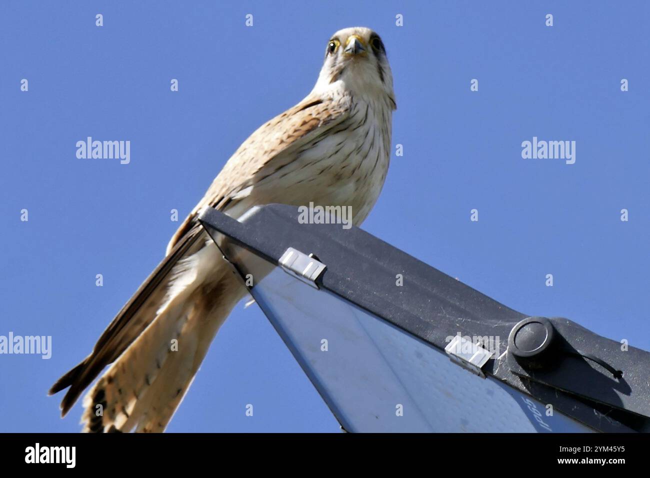 Nankeen Kestrel (Falco cenchroides Stock Photo - Alamy