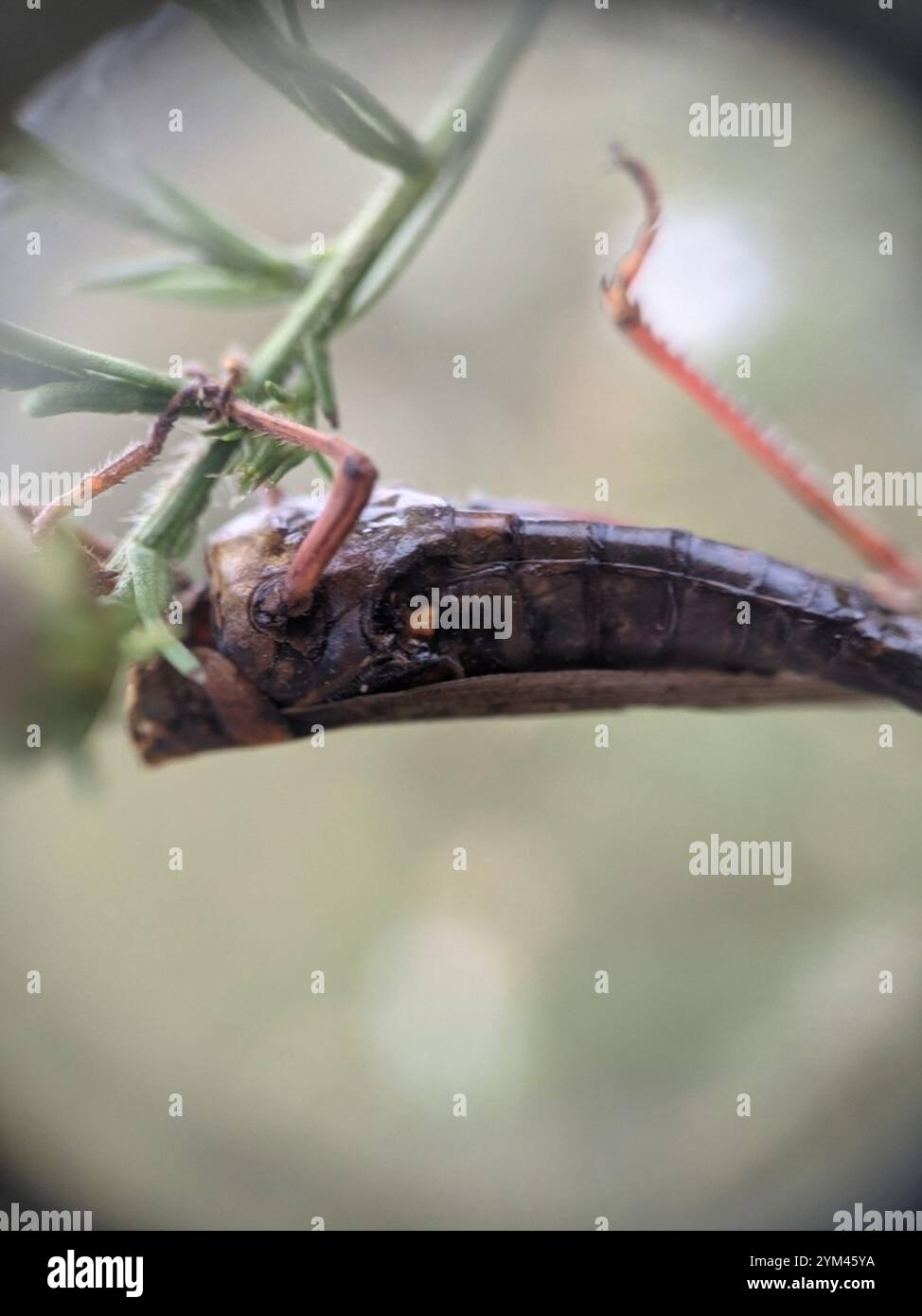 Entomophaga grylli hi-res stock photography and images - Alamy