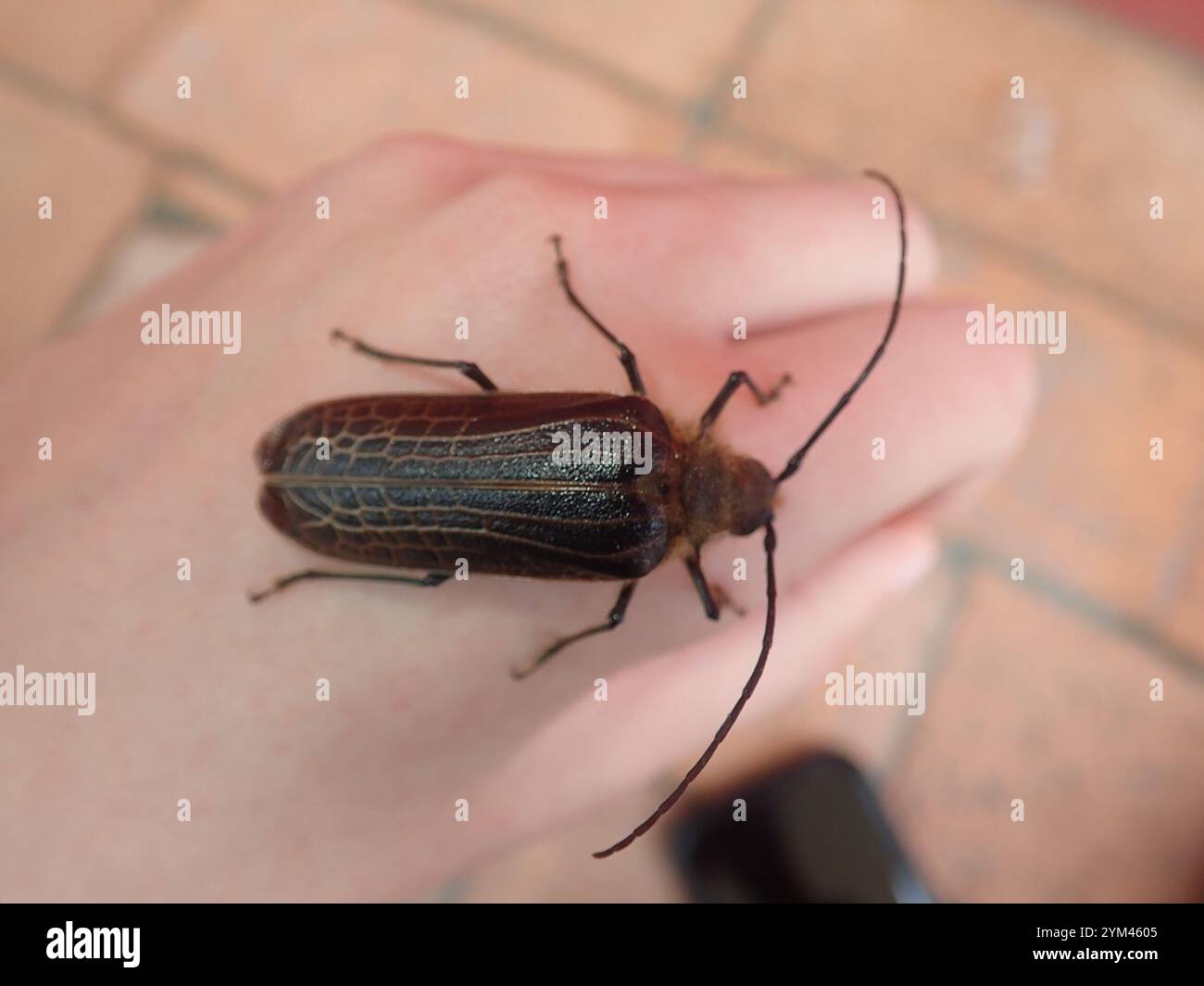 Huhu (Prionoplus reticularis Stock Photo - Alamy