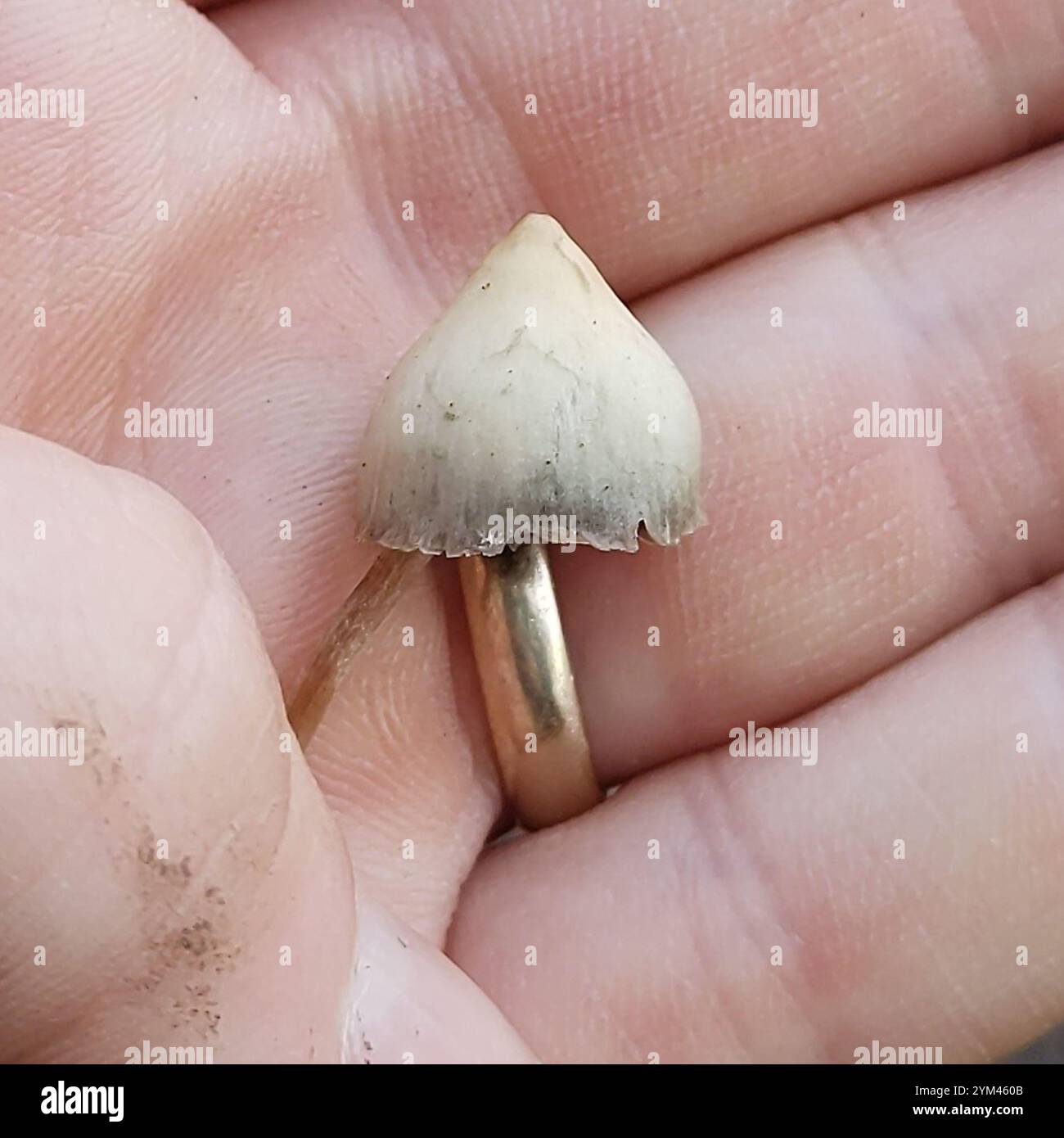 Liberty Cap (Psilocybe semilanceata Stock Photo - Alamy
