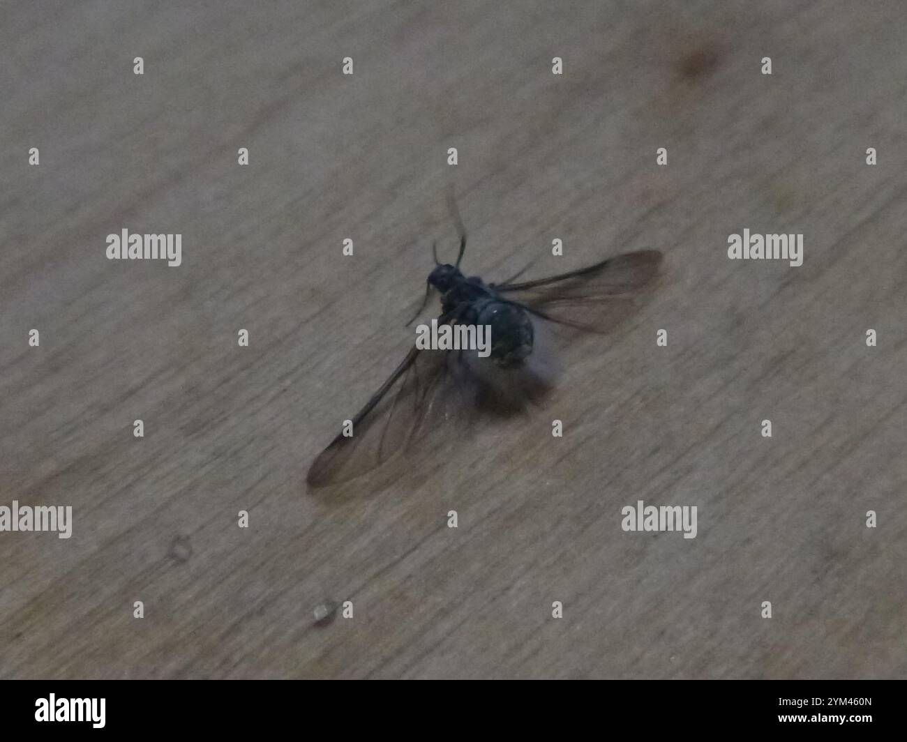 Woolly Beech Aphid (Phyllaphis fagi Stock Photo - Alamy