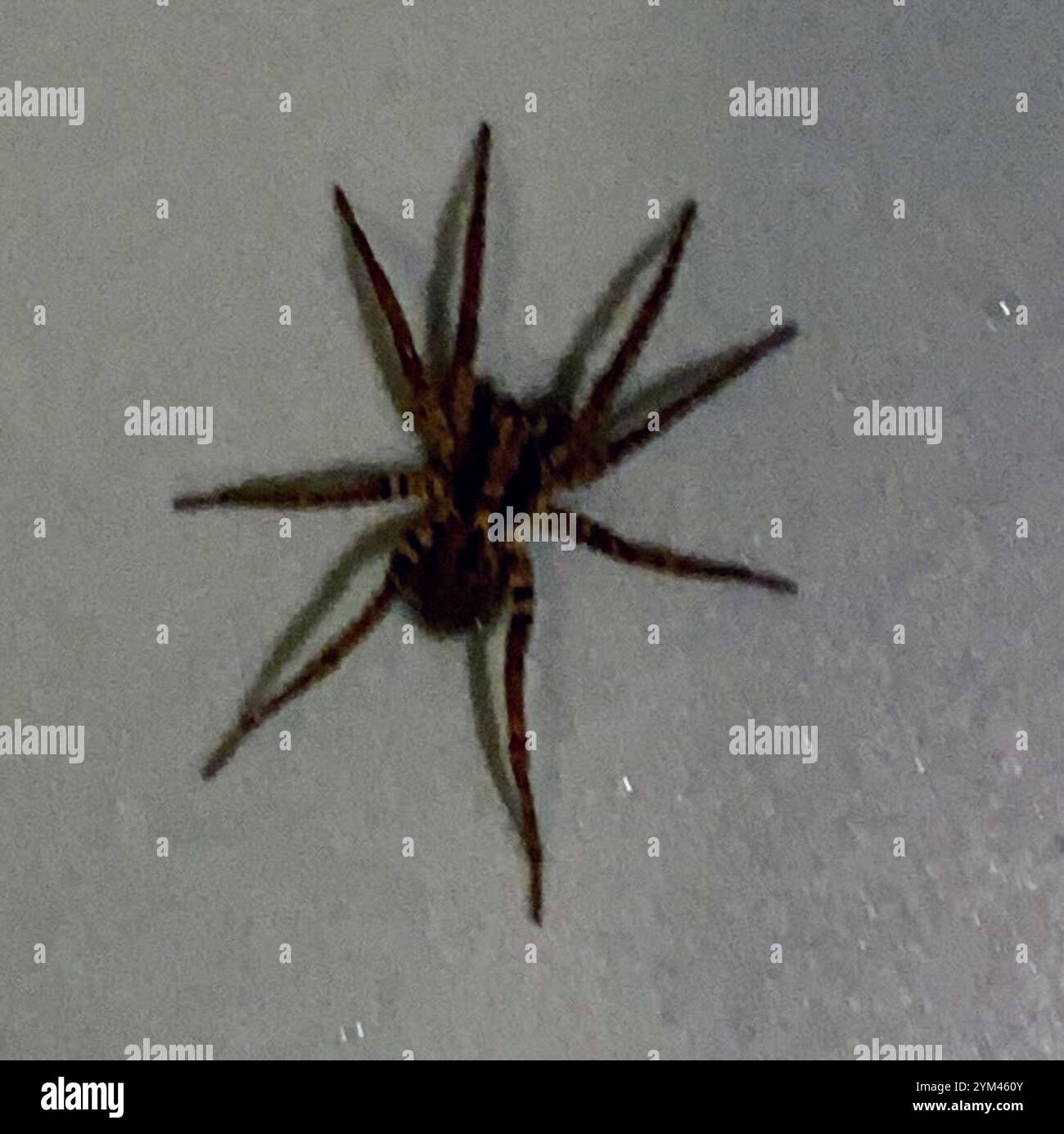 Wolf Spiders (Lycosidae Stock Photo - Alamy