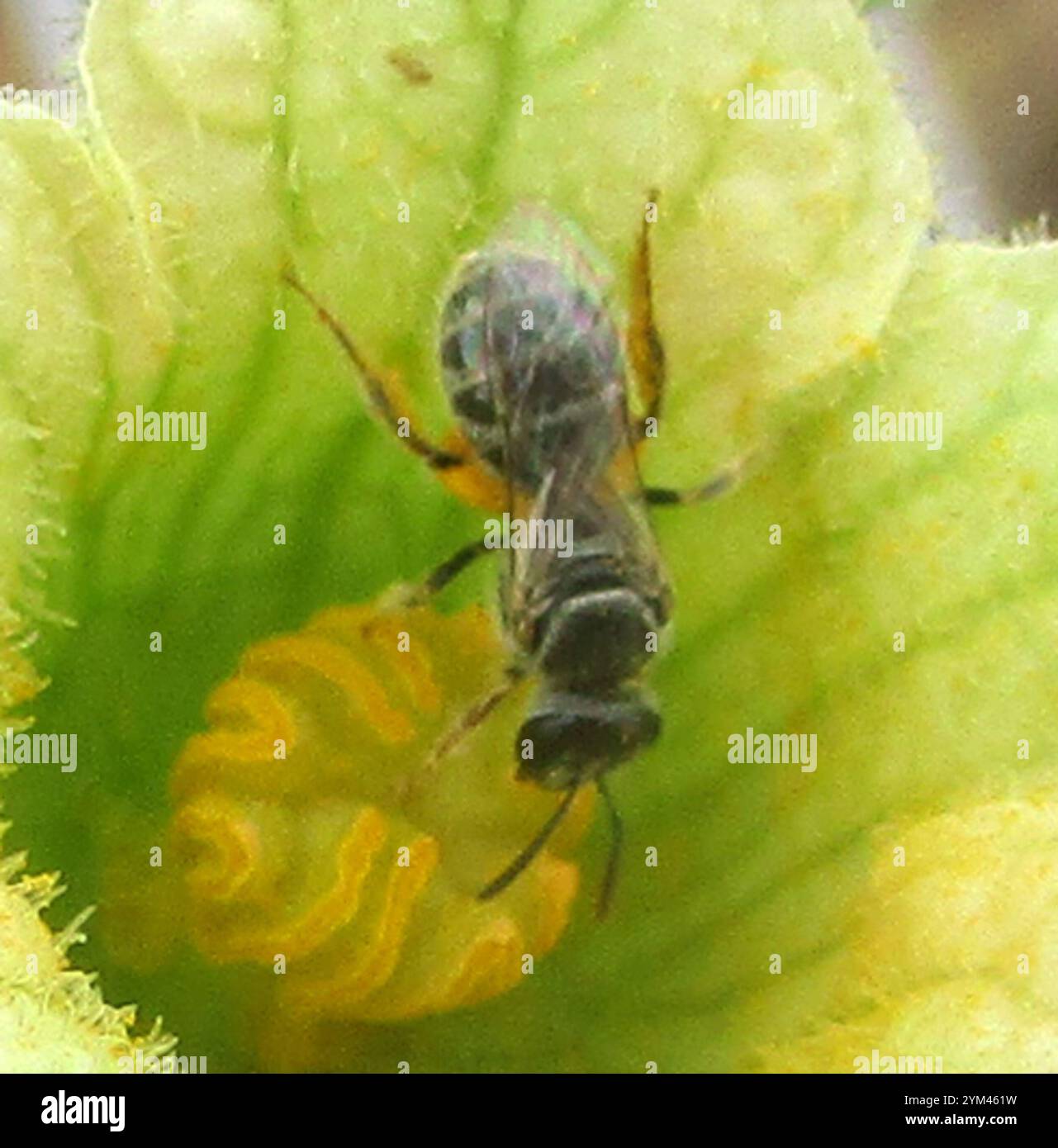 Cucumber Bushpumpkin (Coccinia rehmannii Stock Photo - Alamy