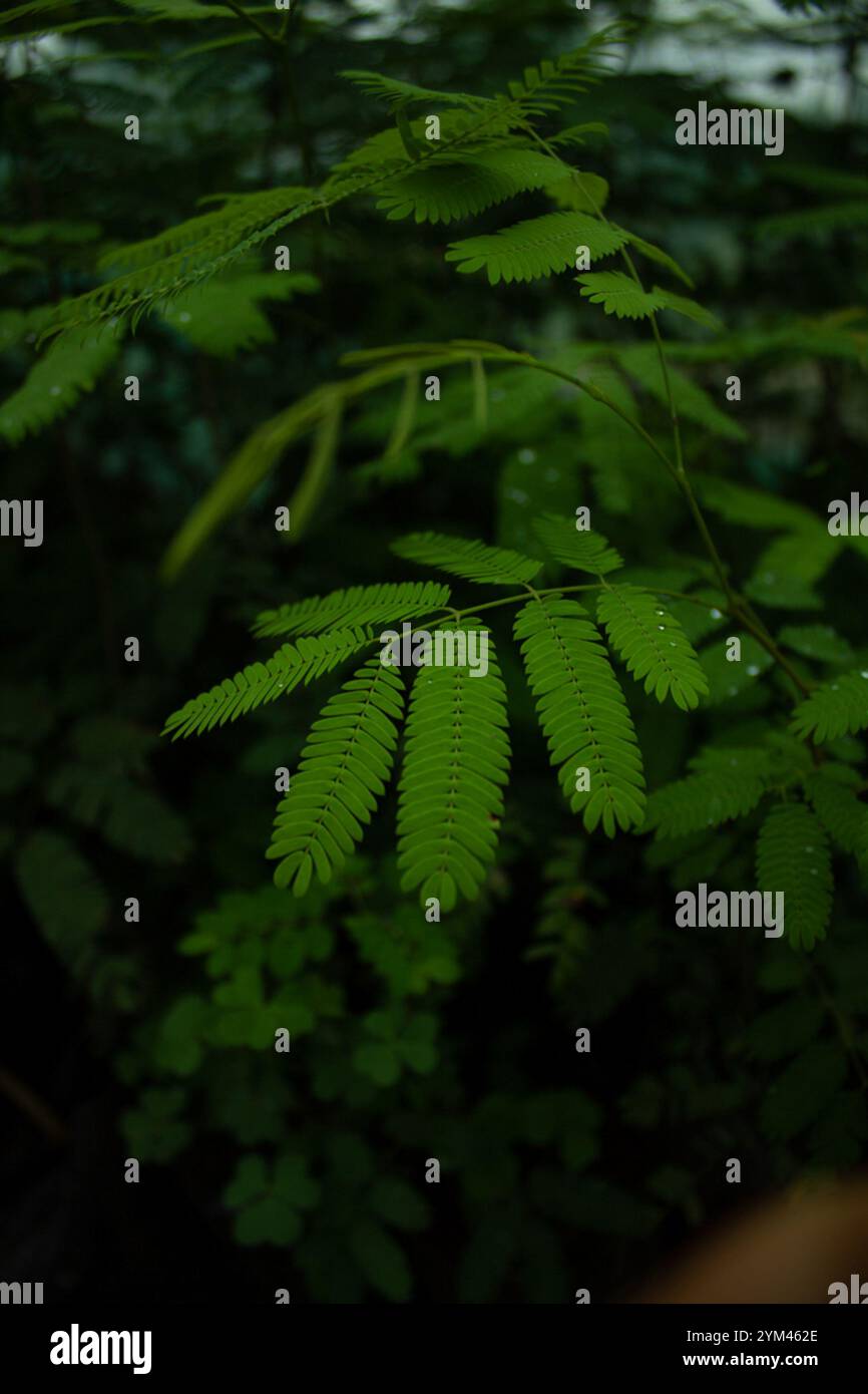 Acacias, Mimosas, mesquites, and allies (Mimosoideae Stock Photo - Alamy