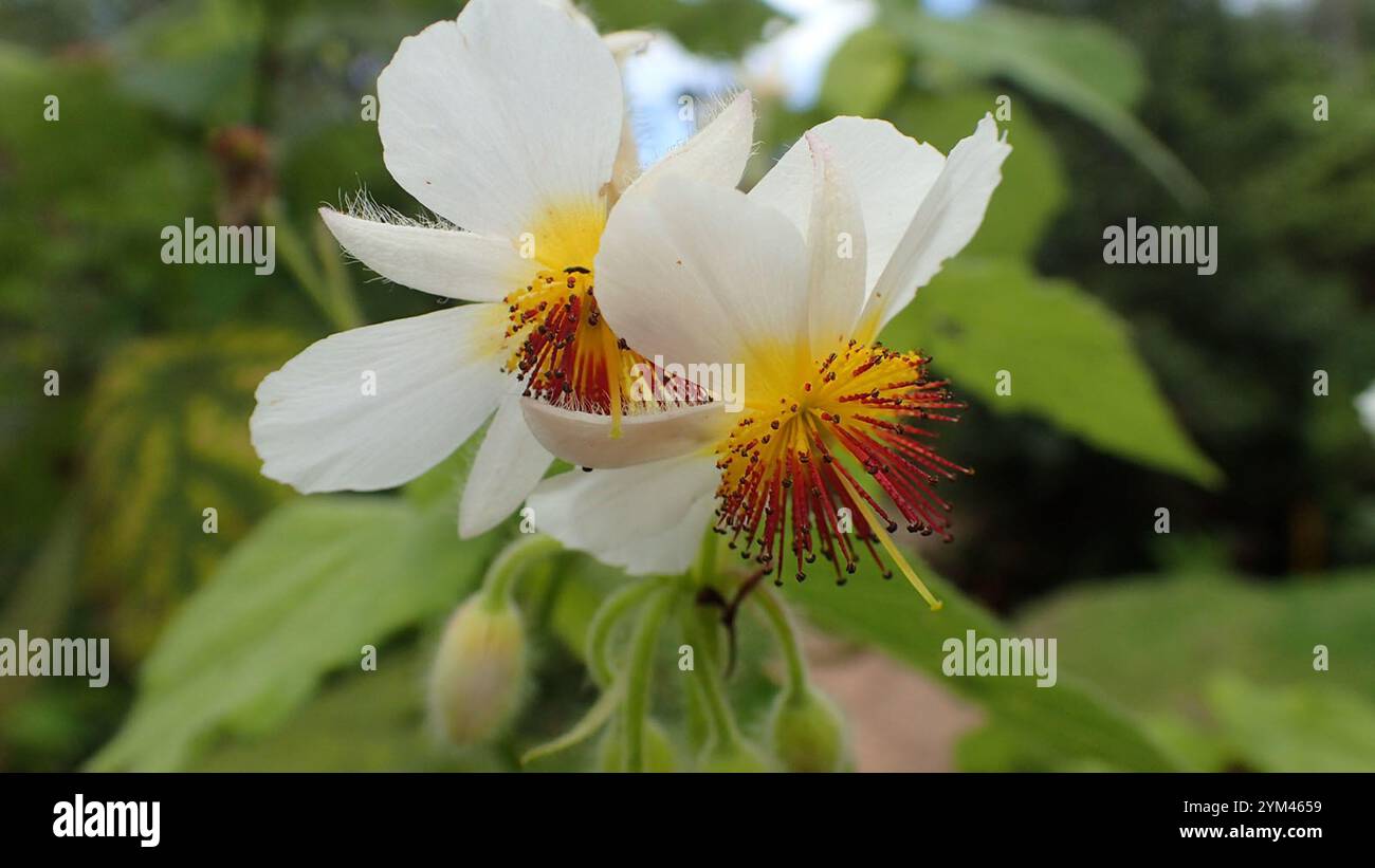 African hemp sparrmannia africana hi-res stock photography and images ...