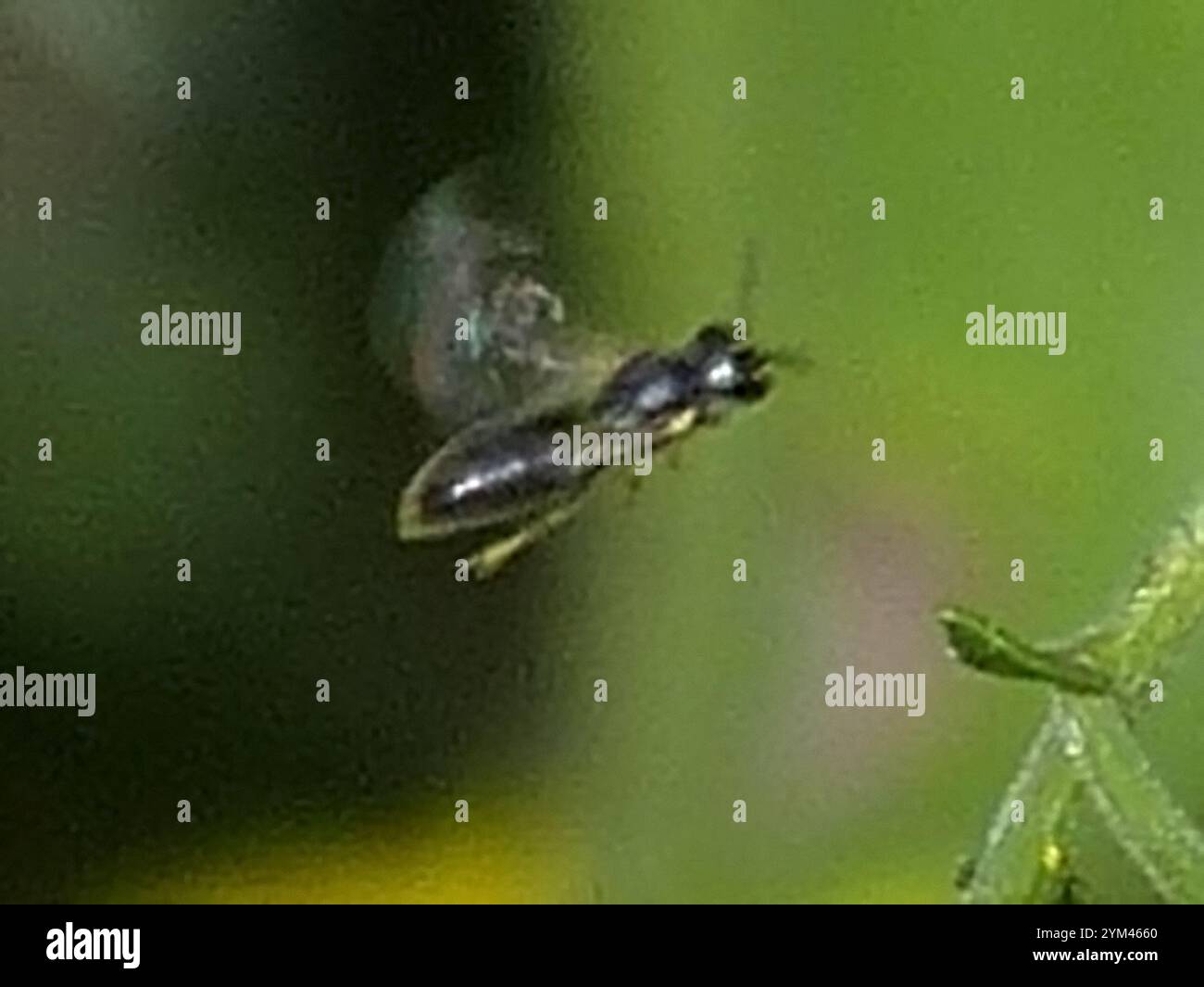 Masked Bees (Hylaeus Stock Photo - Alamy