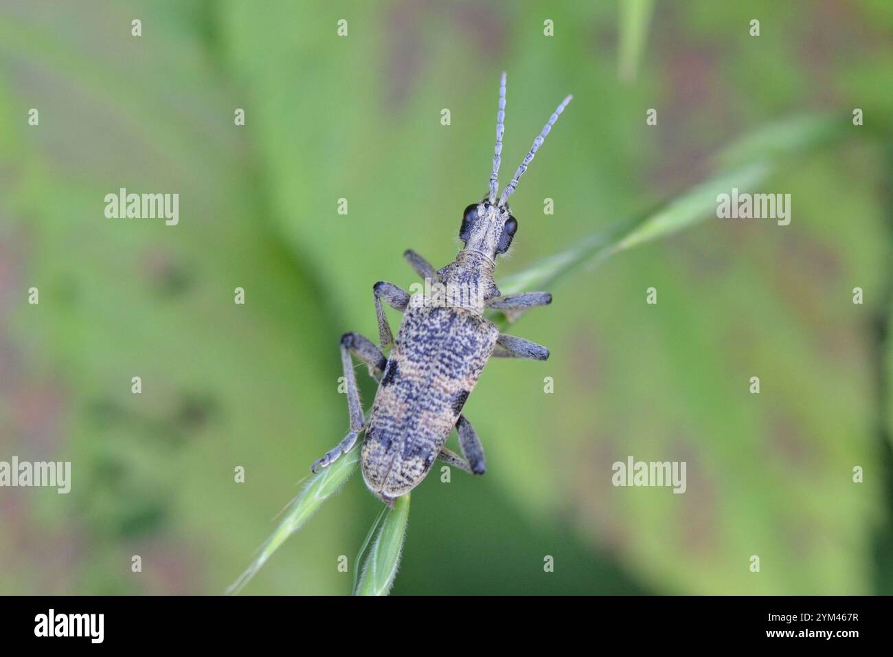 Blackspotted Longhorn Beetle (Rhagium mordax Stock Photo - Alamy