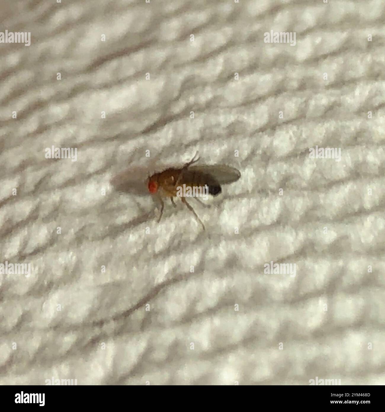 Small Fruit Flies (Drosophila Stock Photo - Alamy