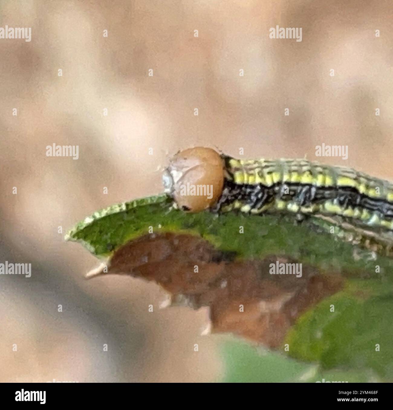 California Oak Moth (Phryganidia californica Stock Photo - Alamy