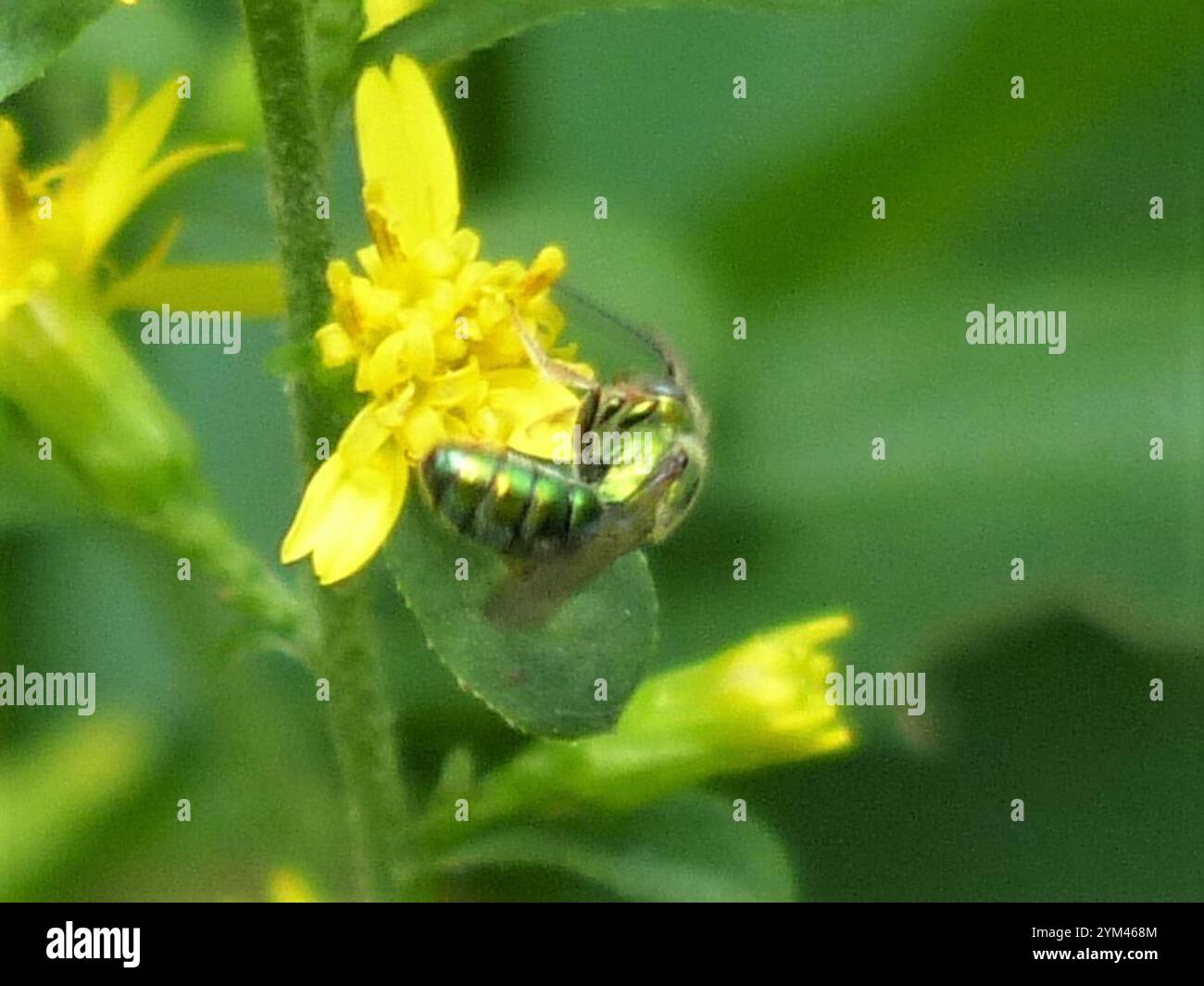 Augochlorine Sweat Bees (Augochlorini Stock Photo - Alamy