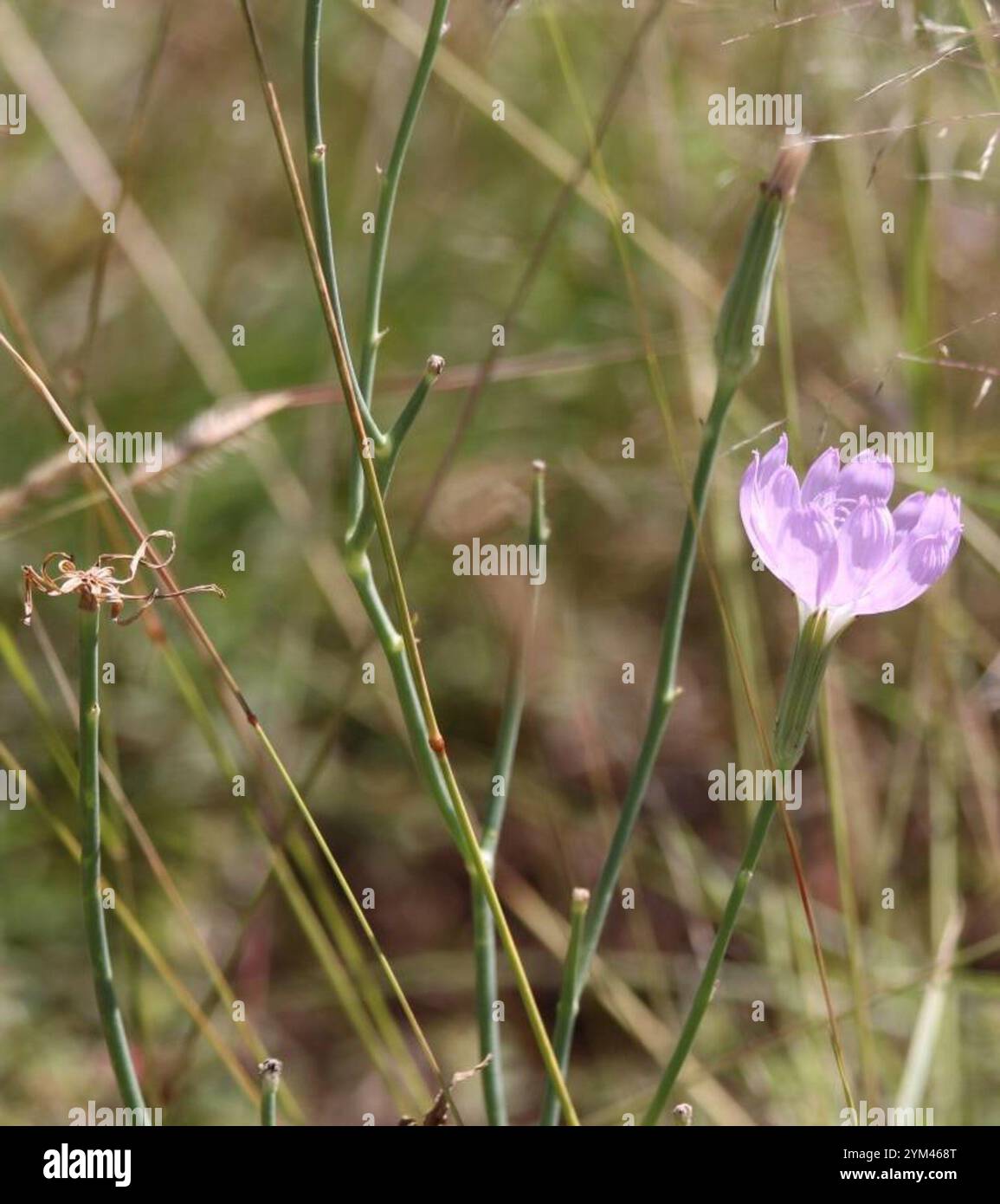 Texas Skeleton Plant (Lygodesmia texana Stock Photo - Alamy
