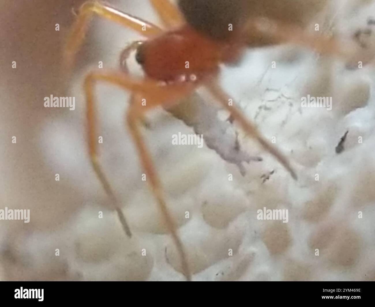Sheetweb and Dwarf Weavers (Linyphiidae Stock Photo - Alamy