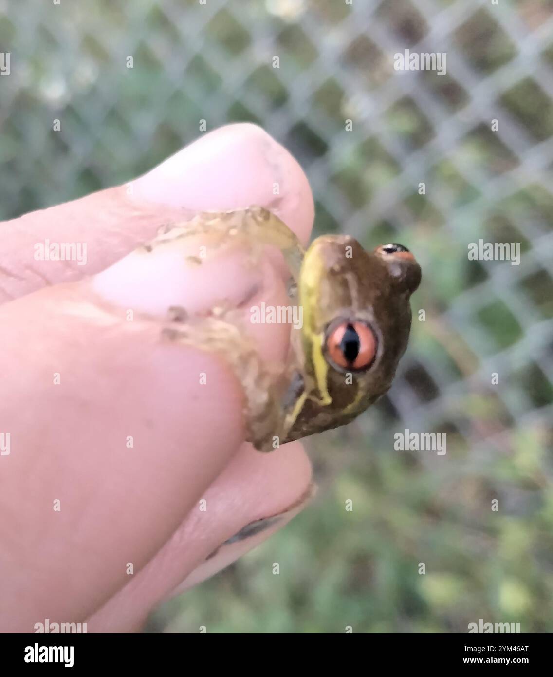 Cuban Tree Frog (Osteopilus septentrionalis Stock Photo - Alamy