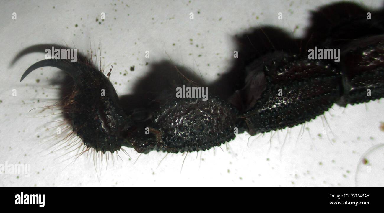 Transvaal Thicktail Scorpion (Parabuthus transvaalicus Stock Photo - Alamy